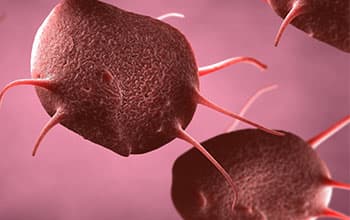 Versiti - Versiti Pioneers Platelet Disorder Research | Richard H ...